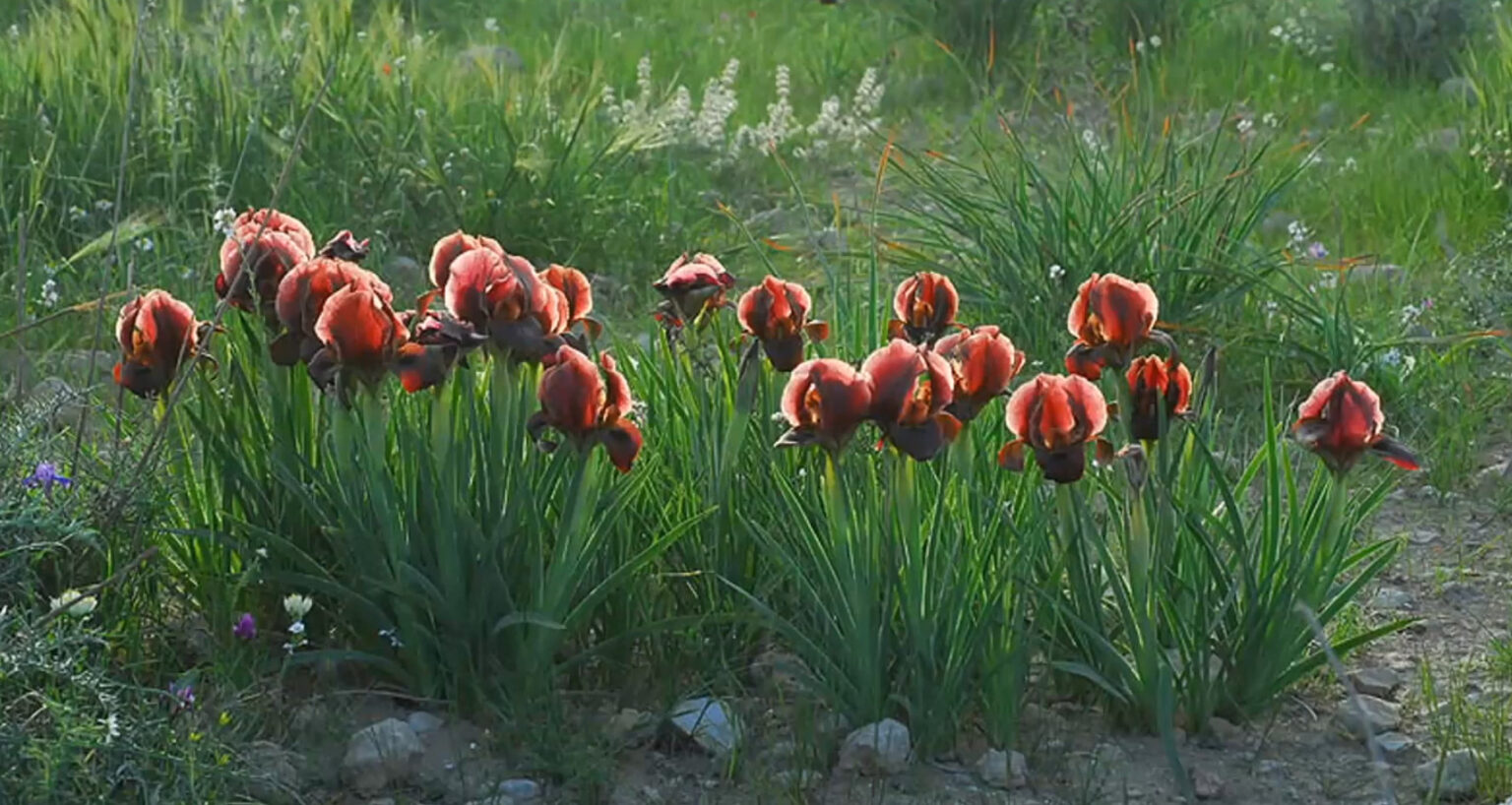 Aril Society International